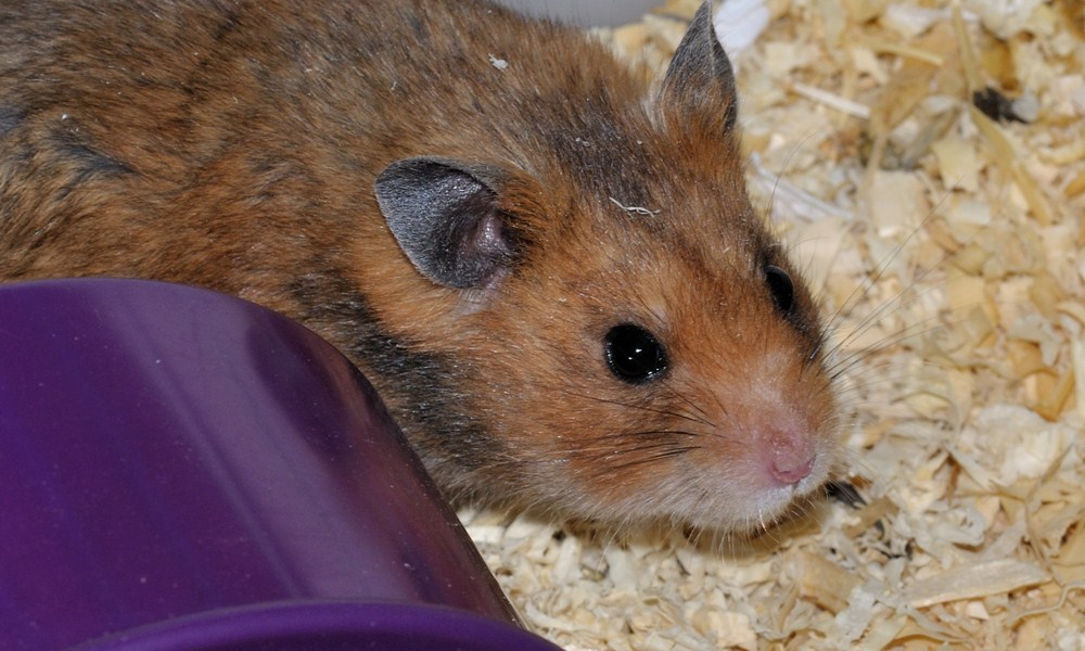 HAMSTER FOR PRESIDENT 2012
