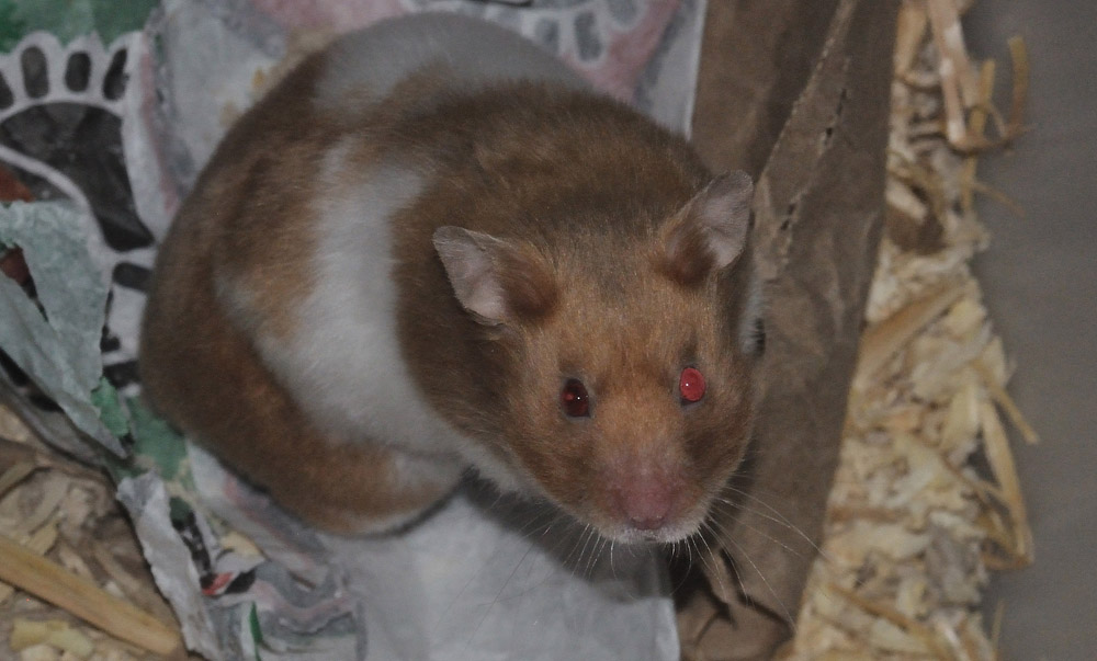 HAMSTER FOR PRESIDENT 2016