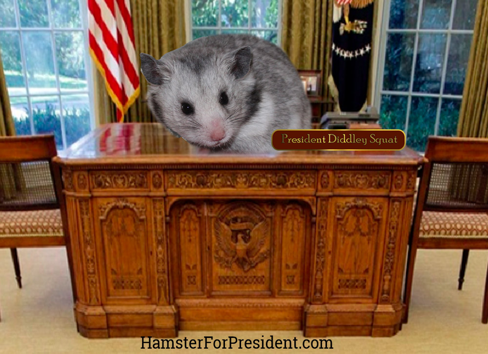 NEWS from the campaign - Hamster for President 2020 hamsterforpresident.com